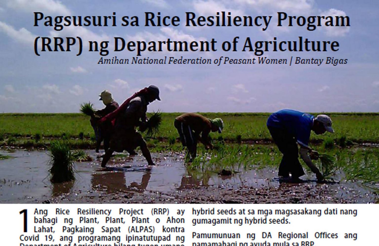 Pagsusuri sa Rice Resiliency Project (RRP) ng Department of Agriculture ...